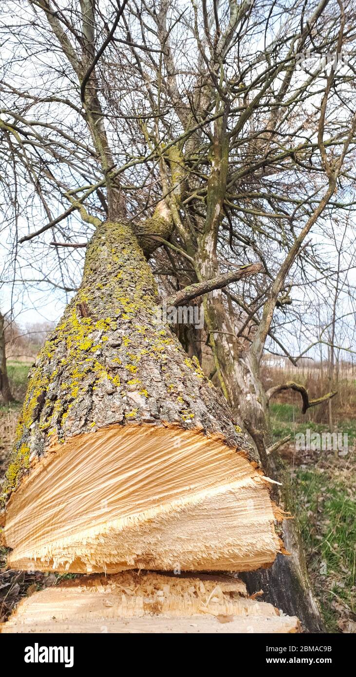 A sawed tree, a view from a sawed trunk. Cutting a tree Stock Photo - Alamy