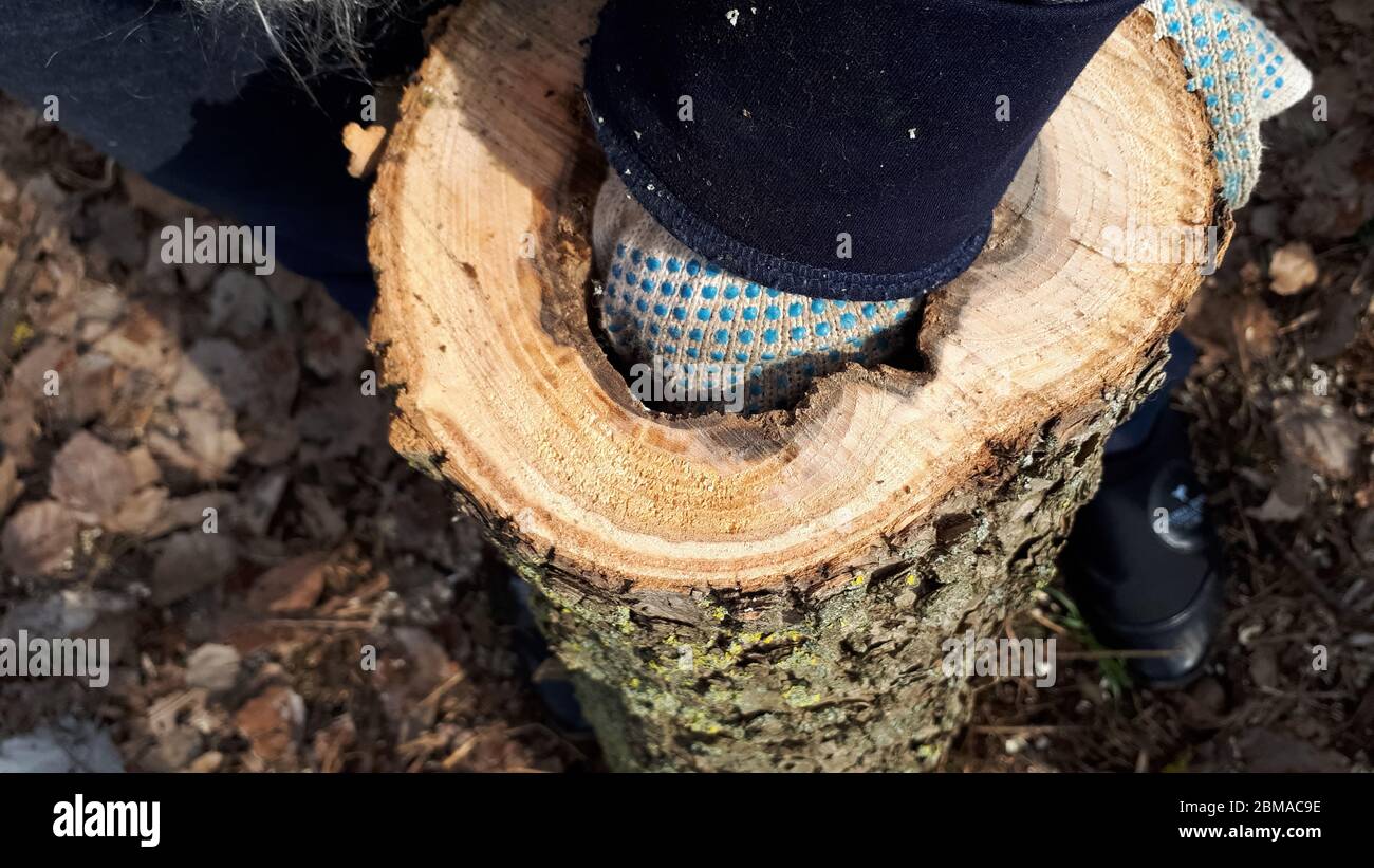 stump with an empty core. Put your hand in the hollow of the stump ...