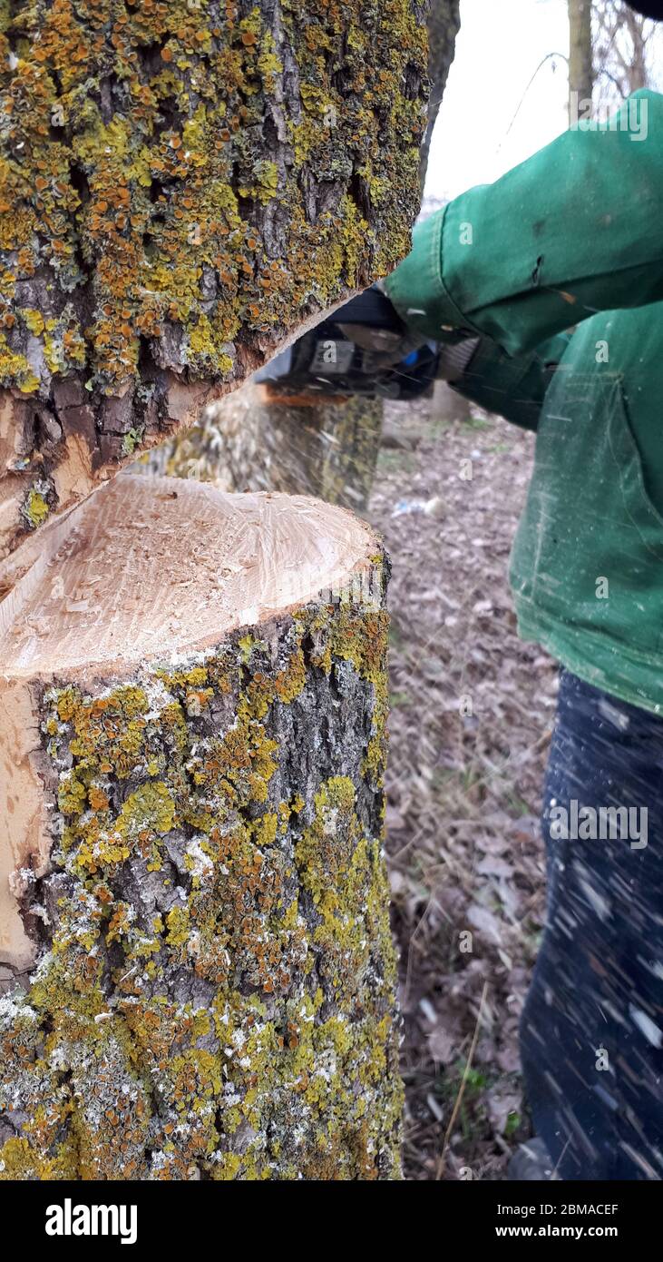 Sawing a tree with a chainsaw. I saw off the old trees Stock Photo - Alamy