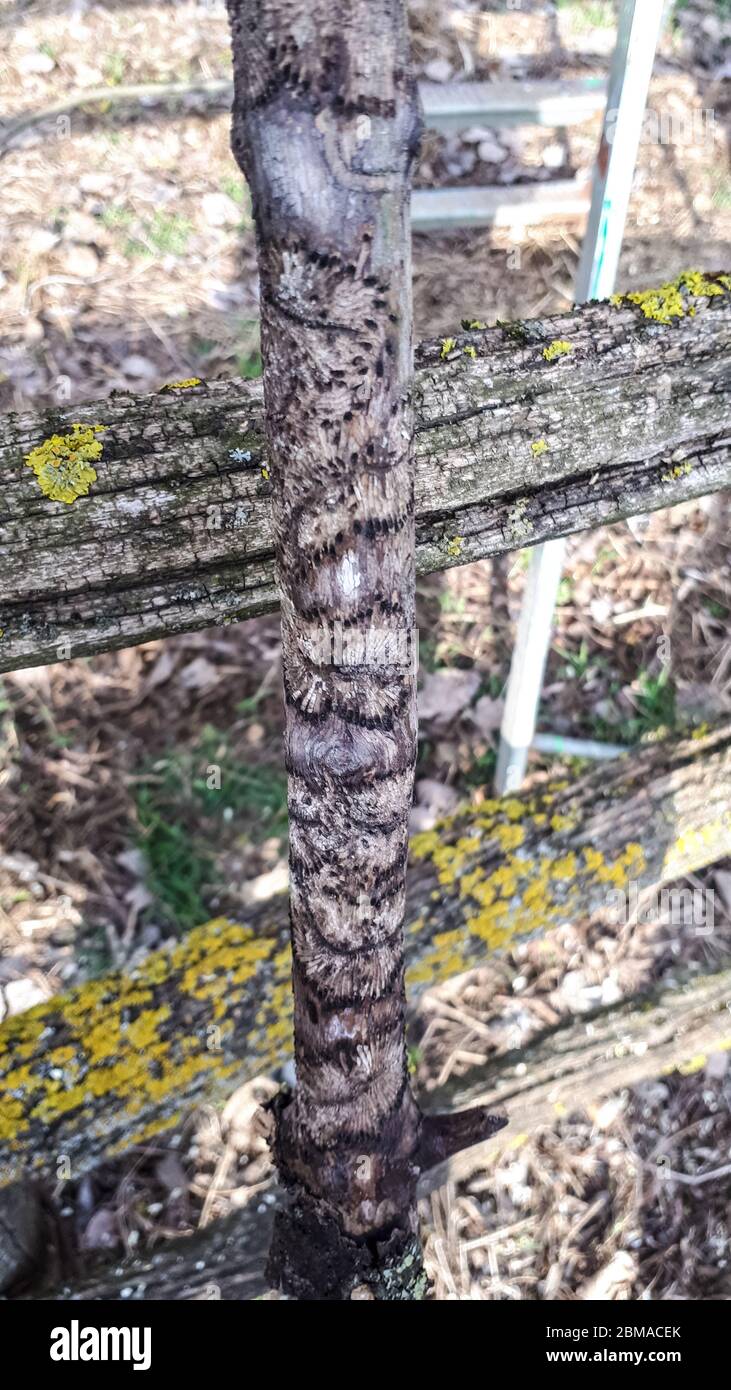 Wooden stick eaten by a bark beetle. The moves of the larvae under the ...