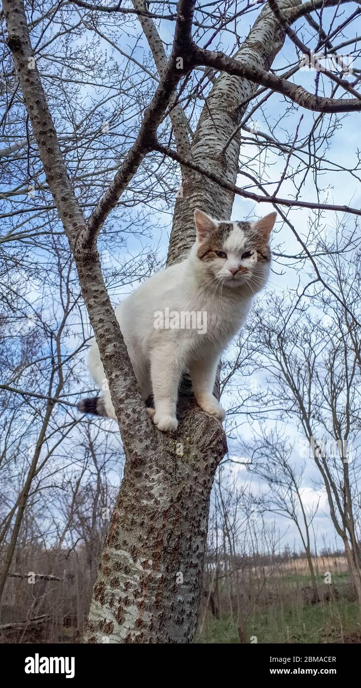 A cat in a tree. The pet cat climbed a tree Stock Photo - Alamy