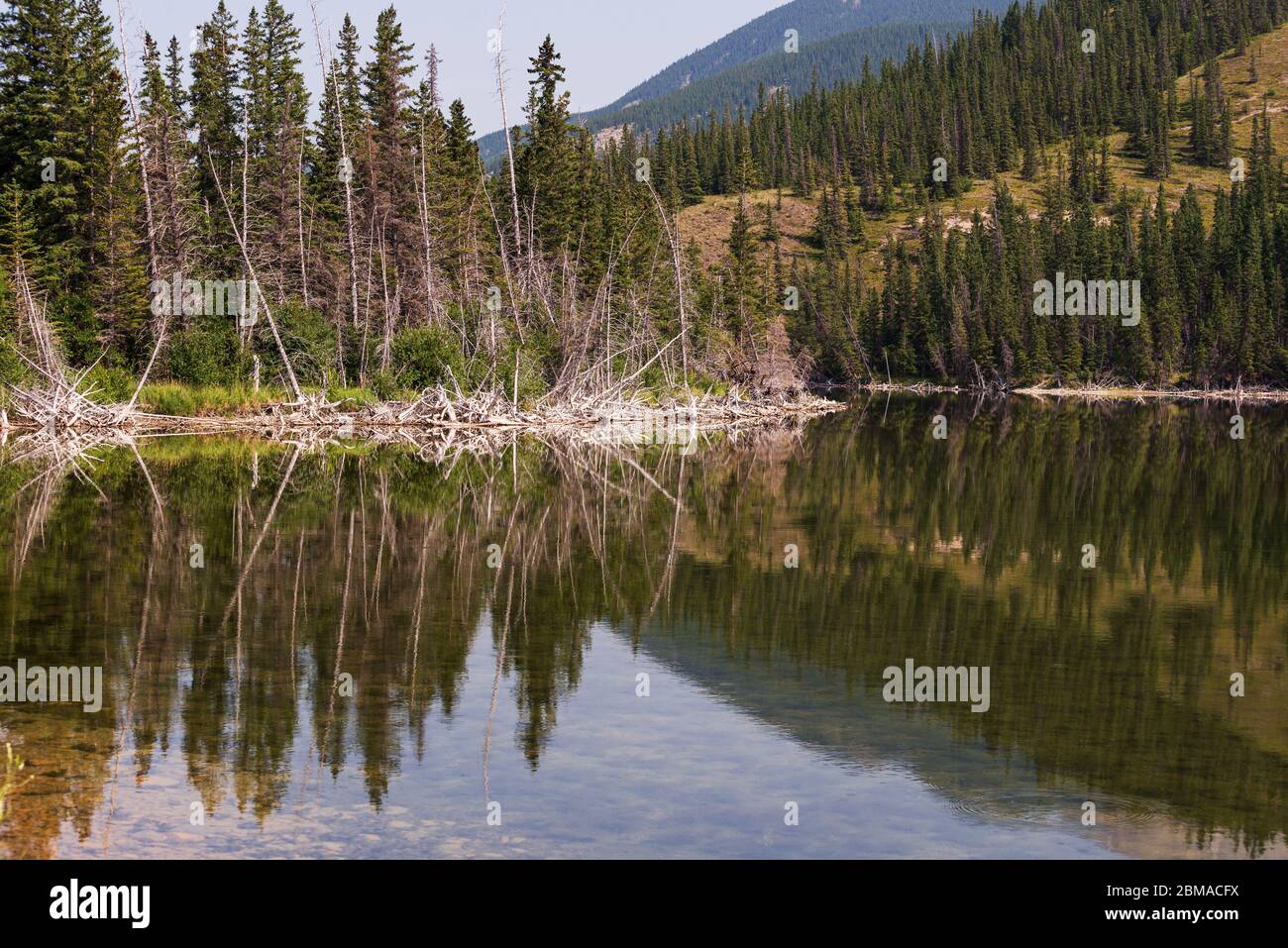 nature scenarios along the yellowhead highway, Alberta, Canada Stock ...