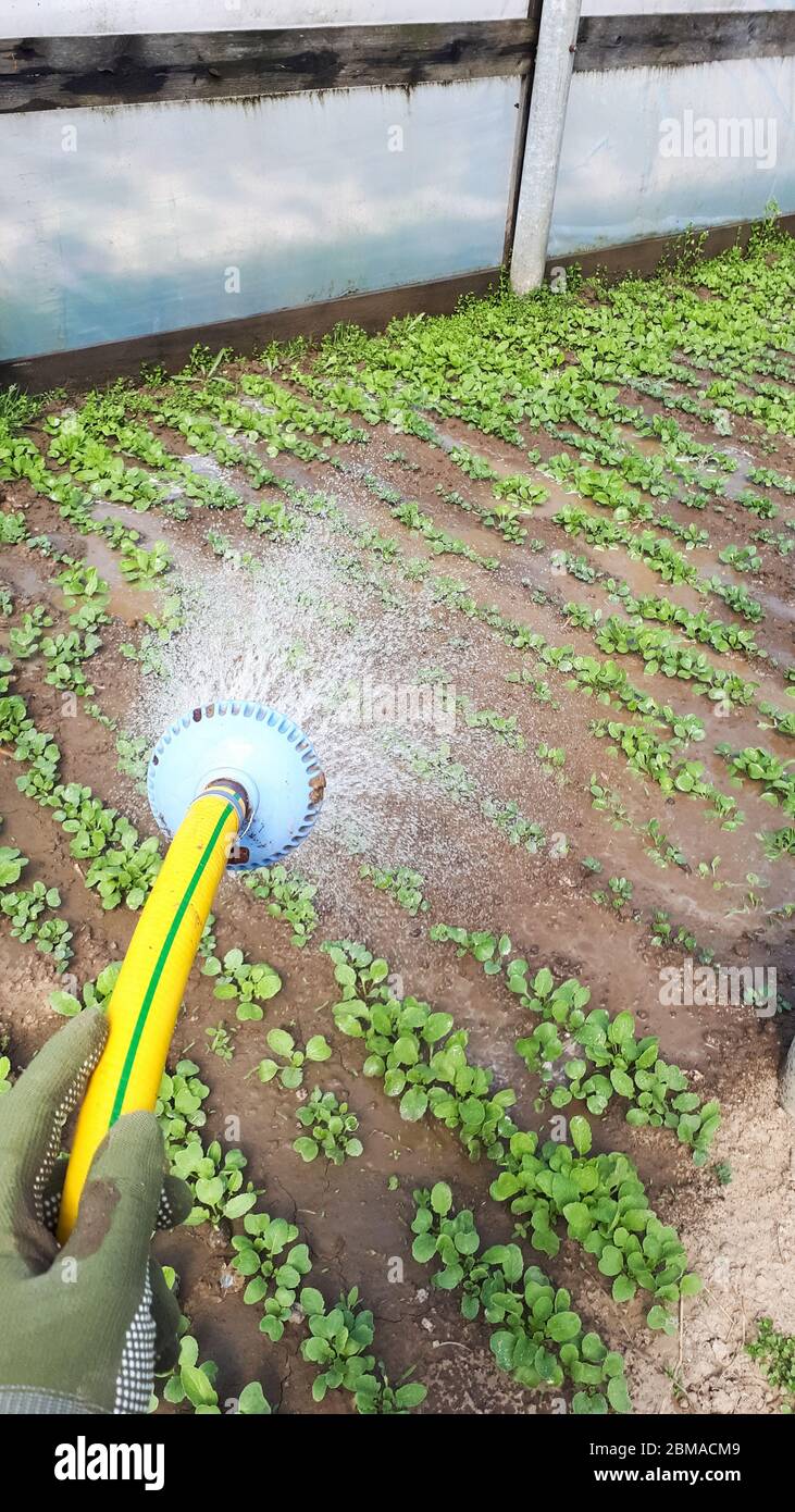 Watering cabbage seedlings from a hose. Watering in the greenhouse ...