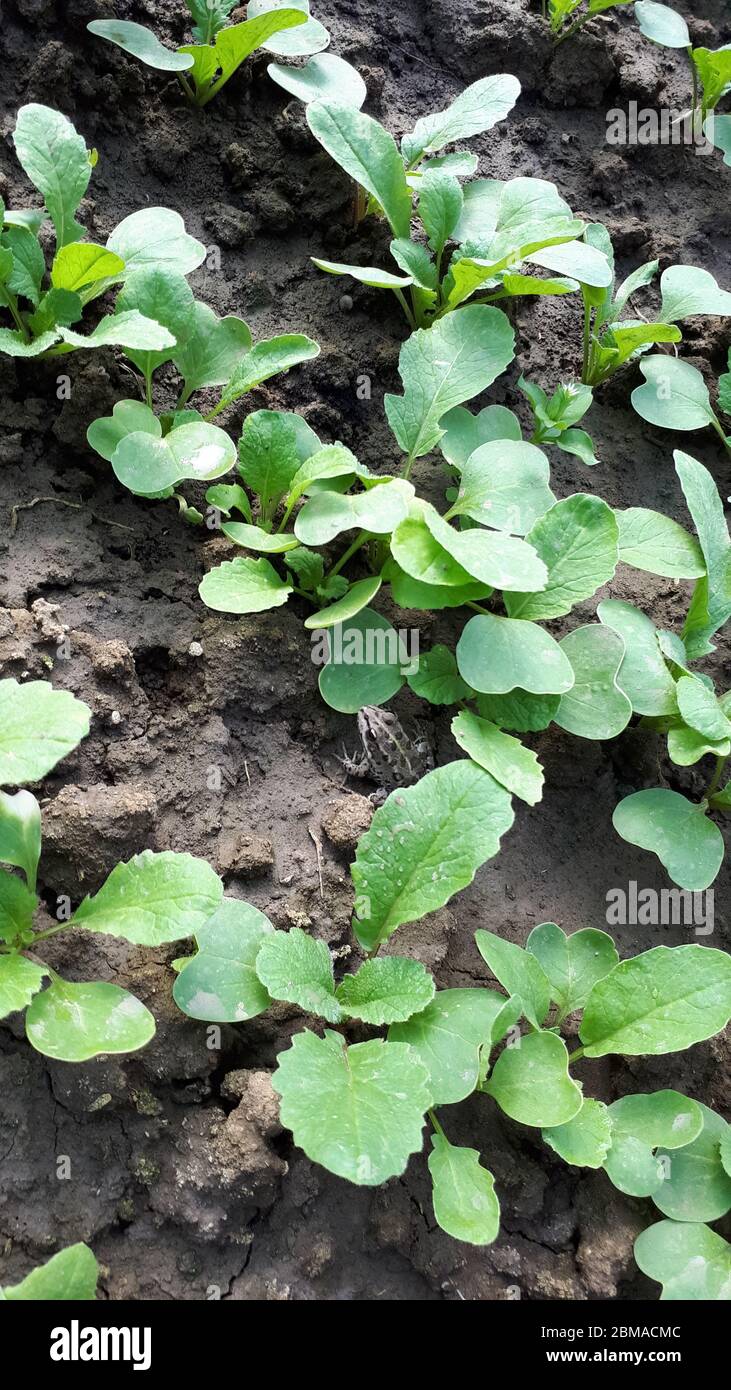 Radish and radish seedlings in a greenhouse Stock Photo - Alamy