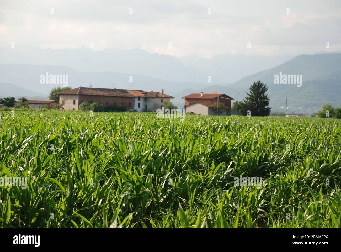 House in a corn farm hi-res stock photography and images - Alamy