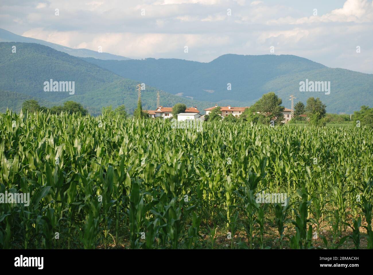 A field of corn growing in the Italian region of Friuli. There is a ...