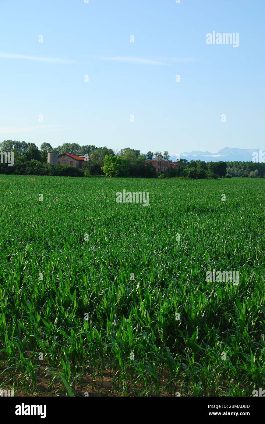 A field of corn growing in the Italian region of Friuli. There is a ...