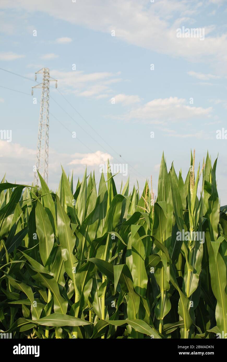 Electric pylons italy hi-res stock photography and images - Alamy