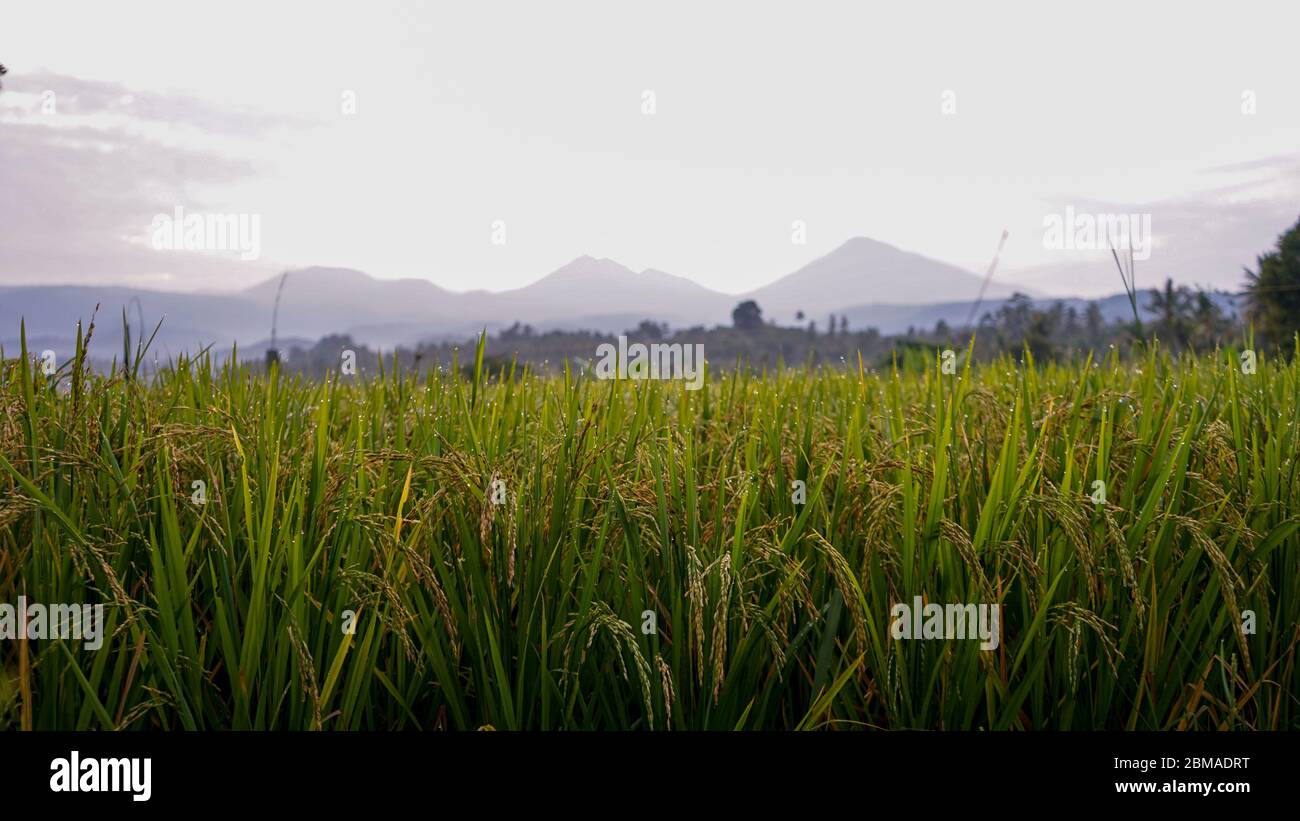 Beautiful rice and morning dew in the rice fields Stock Photo - Alamy