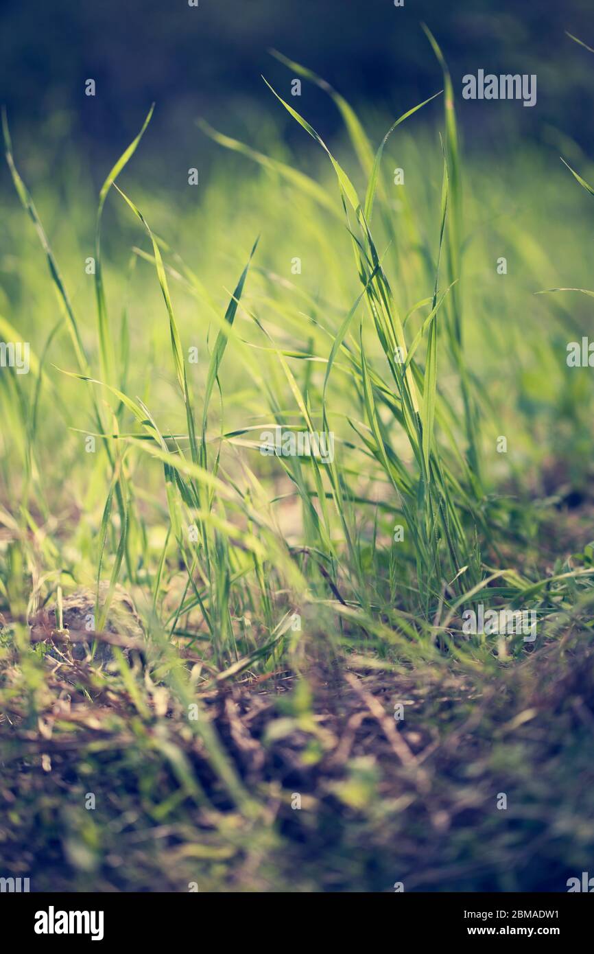 Close up fresh green grass texture background Stock Photo - Alamy