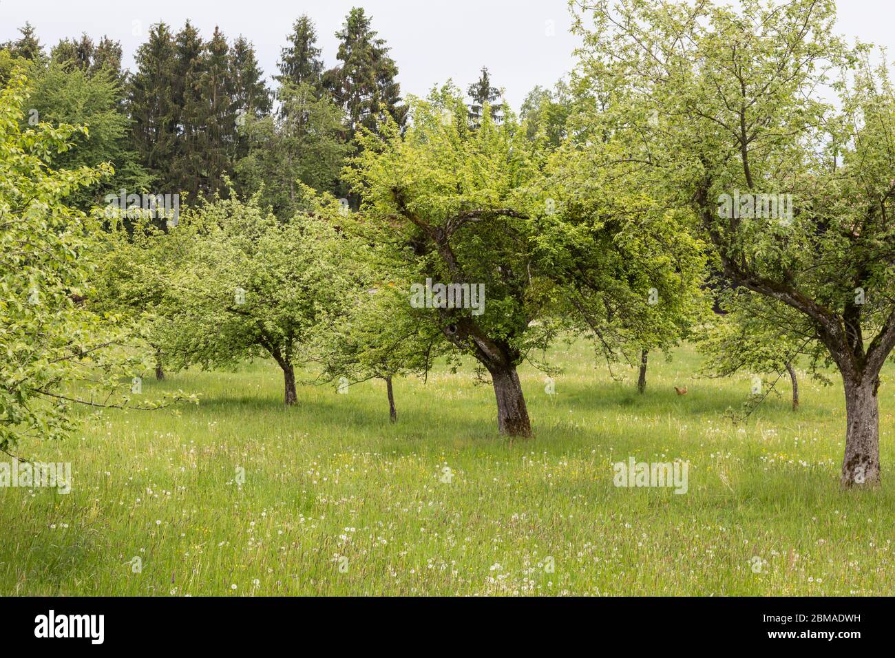 Wiesen obstgarten hi-res stock photography and images - Alamy