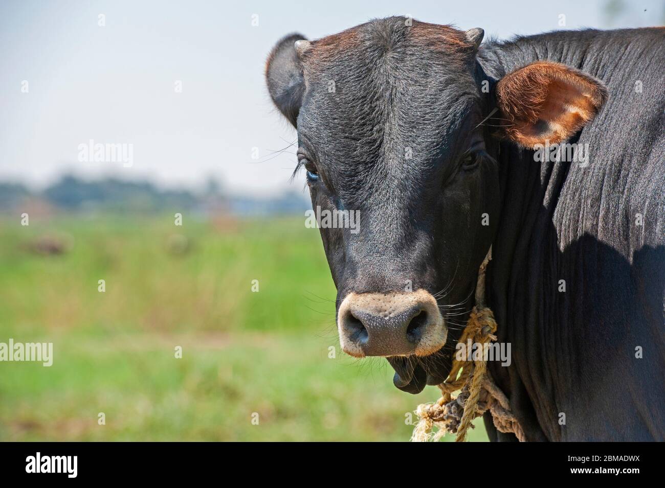 Closeup detail showing head of domestic african egyptian livestock ...