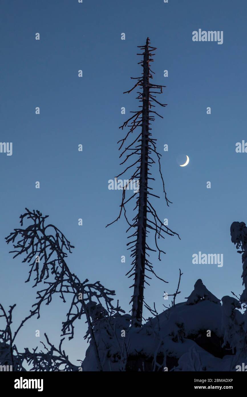 Death Tree with Moon Stock Photo - Alamy