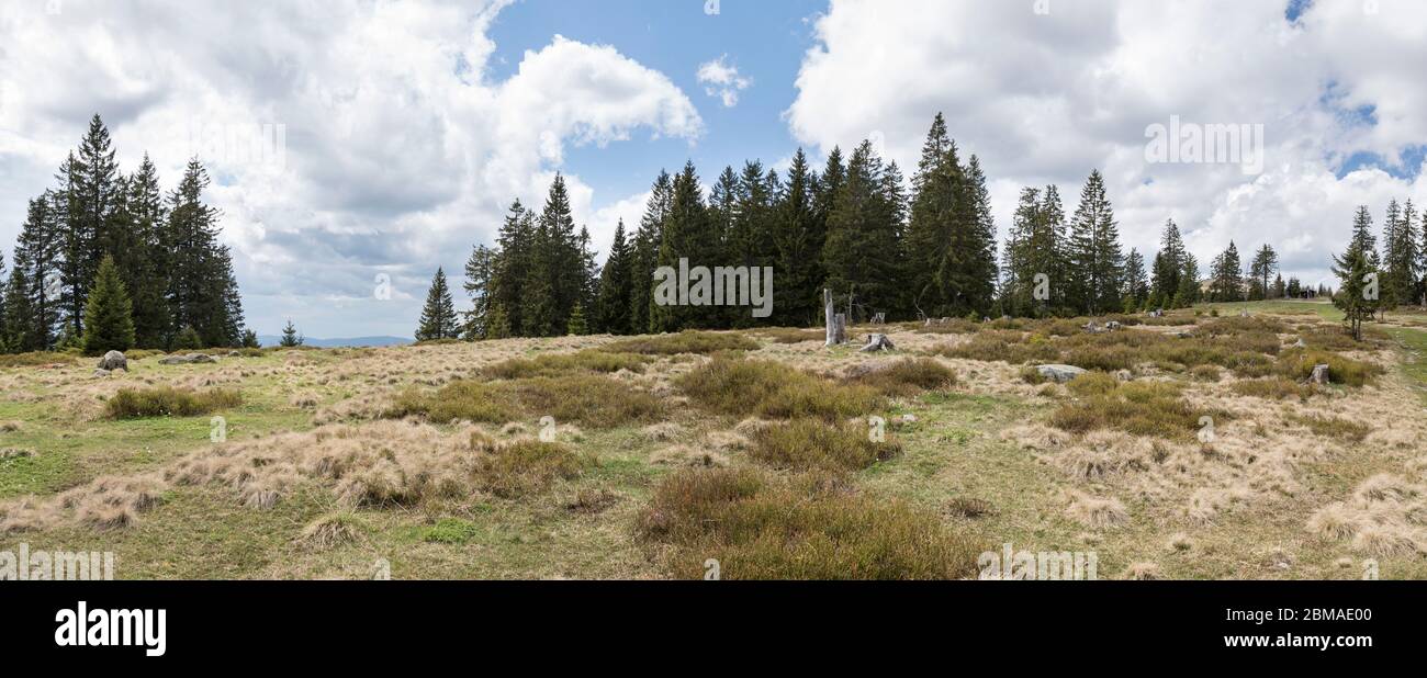 Wiesen sommer hi-res stock photography and images - Alamy