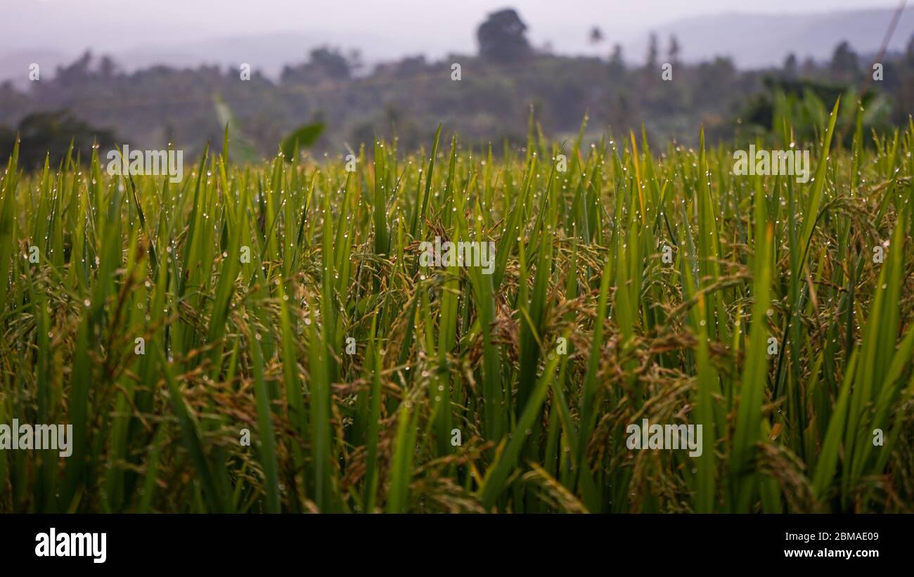 Beautiful rice and morning dew in the rice fields Stock Photo - Alamy