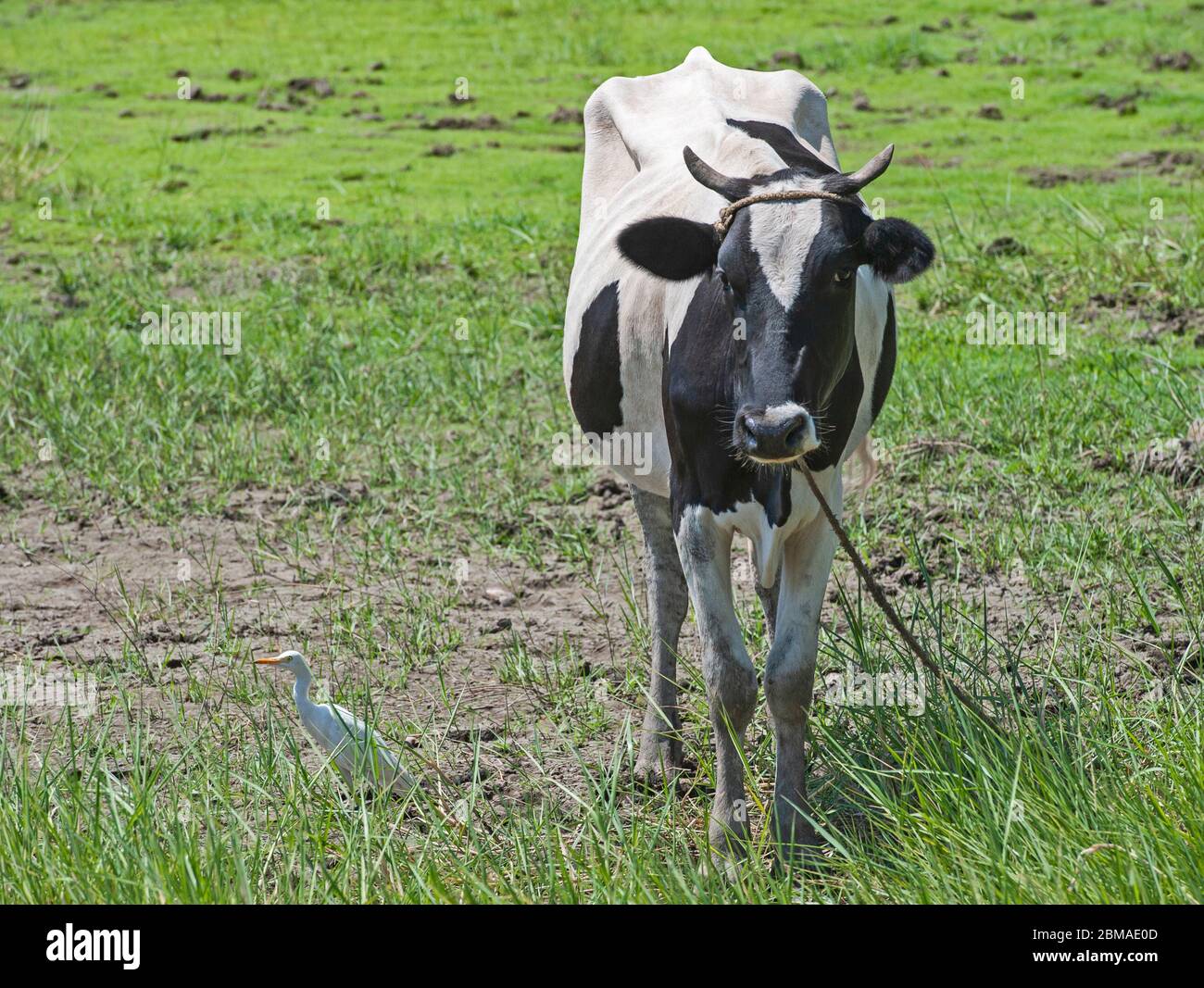 Domestic african egyptian livestock cattle cow in rural countryside ...