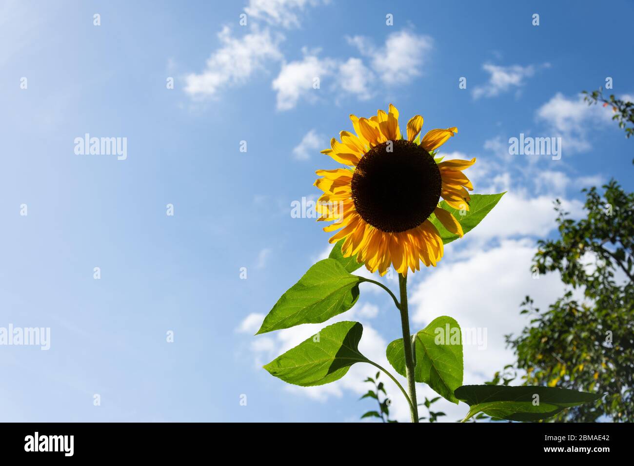 Midday sun landscape hi-res stock photography and images - Alamy