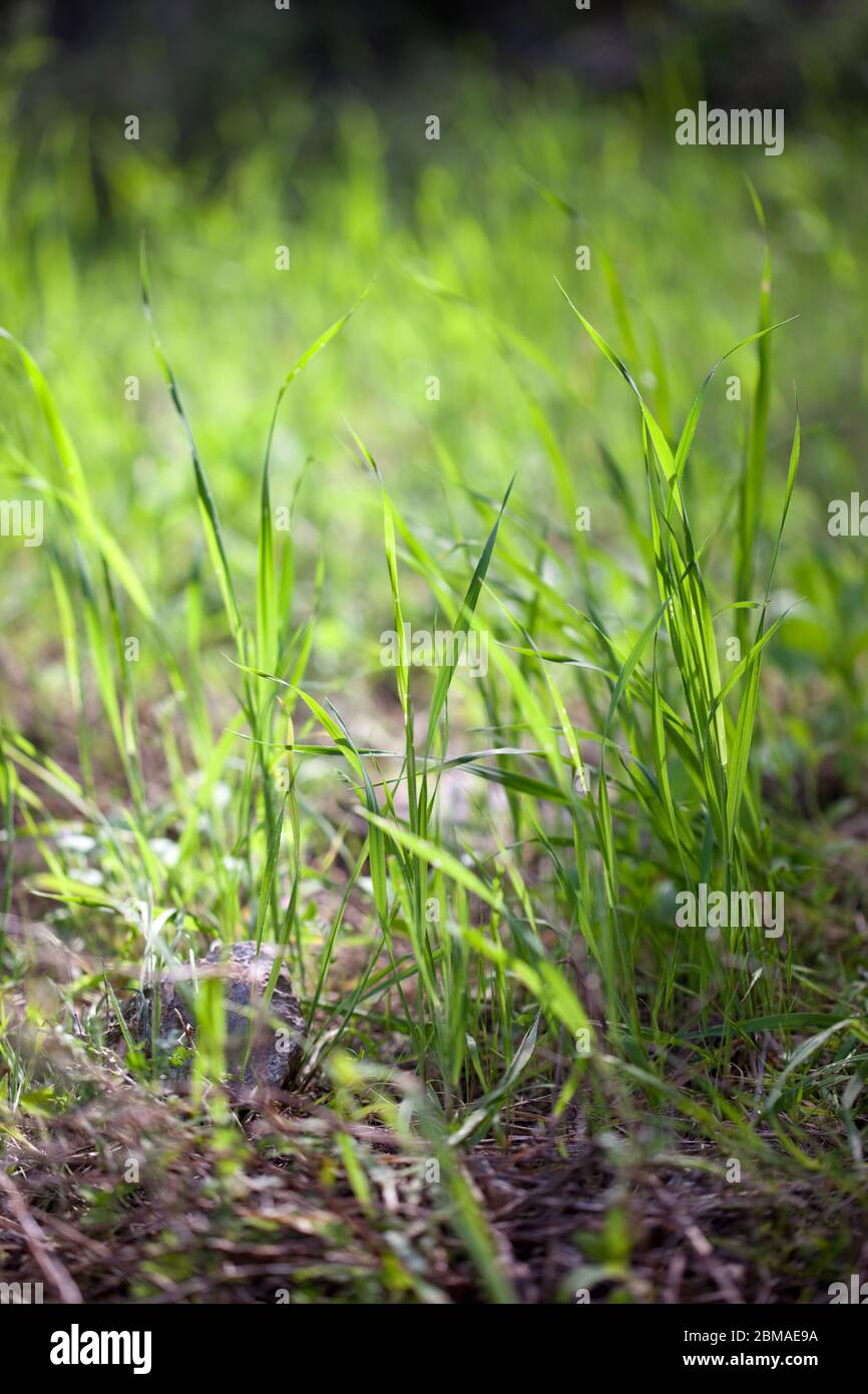 Close up fresh green grass texture background Stock Photo - Alamy