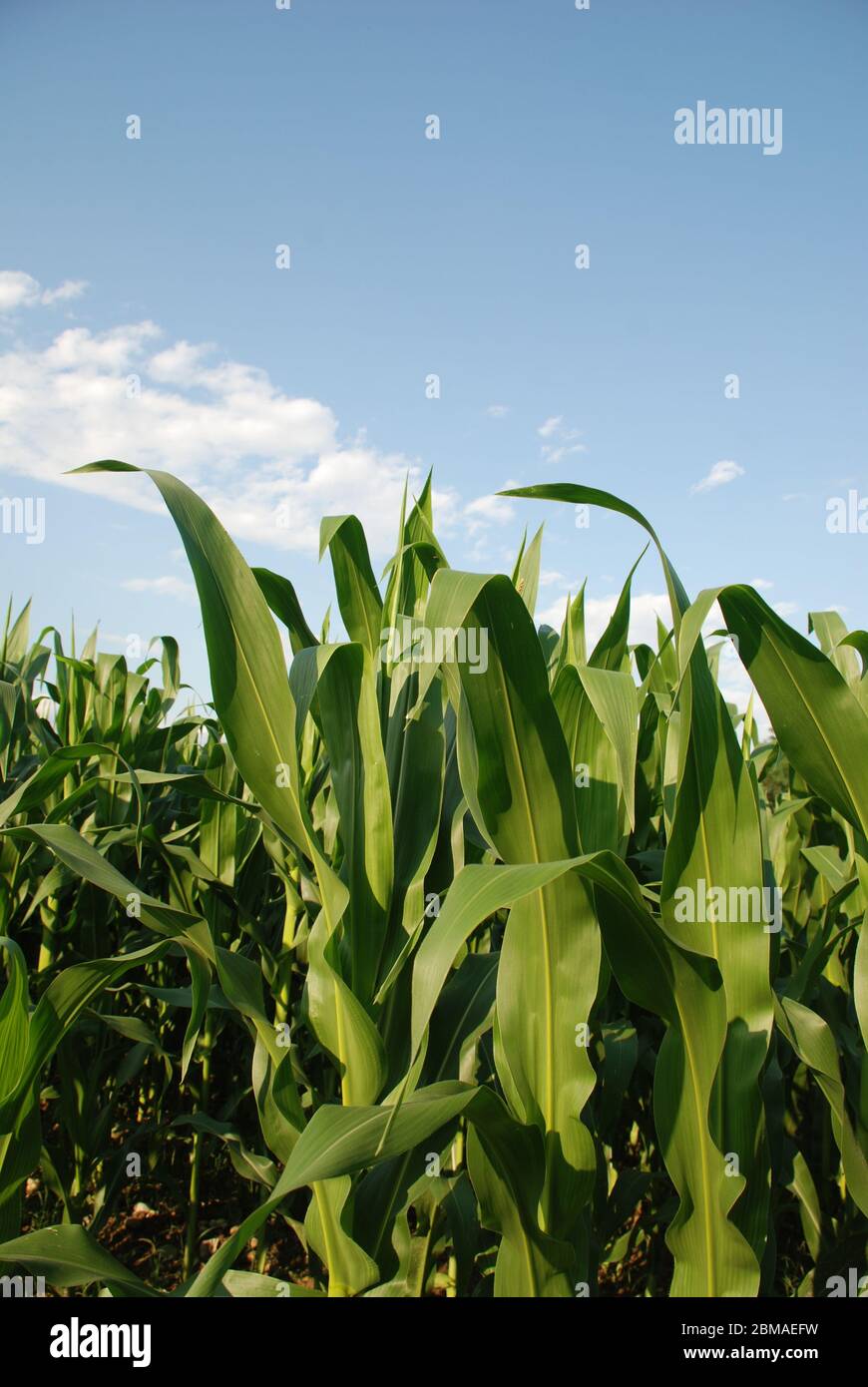 The top part of corn plants growing in the Italian region of Friuli – a ...