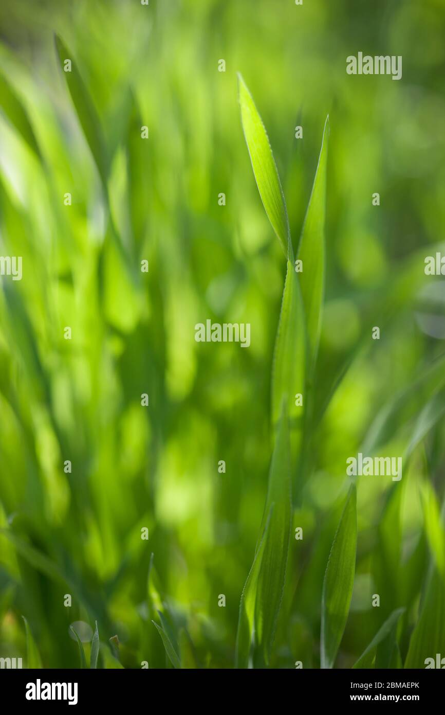 Close up fresh green grass texture background Stock Photo - Alamy