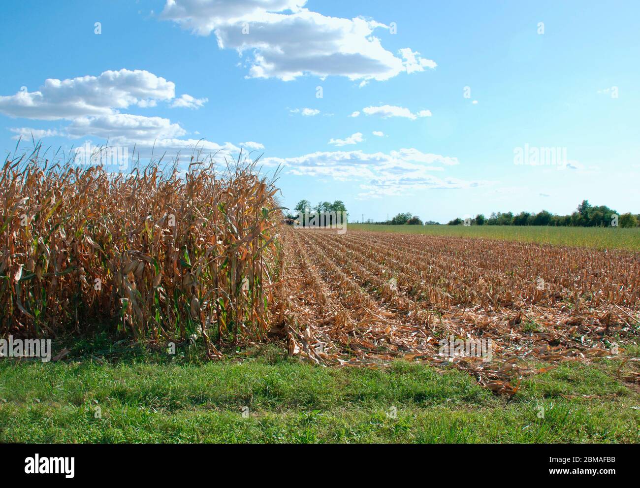 A field of corn growing in the Italian region of Friuli. It is ...