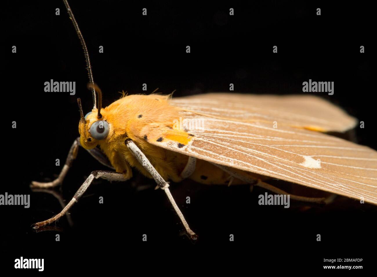 Asota heliconia is a moth in the family Erebidae isolated on black ...