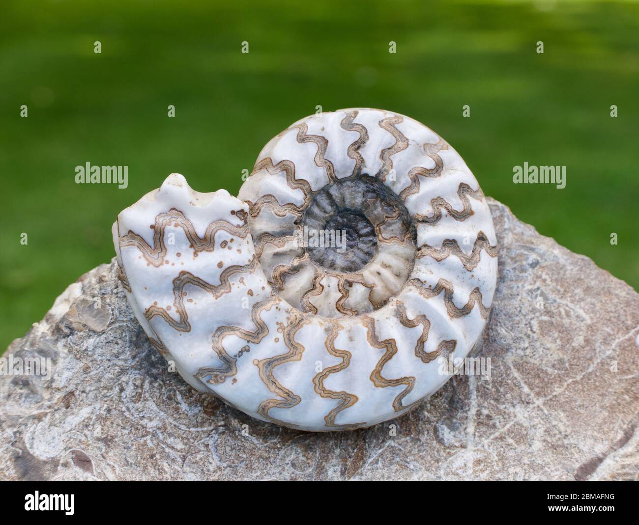 Fossil pattern hi-res stock photography and images - Alamy