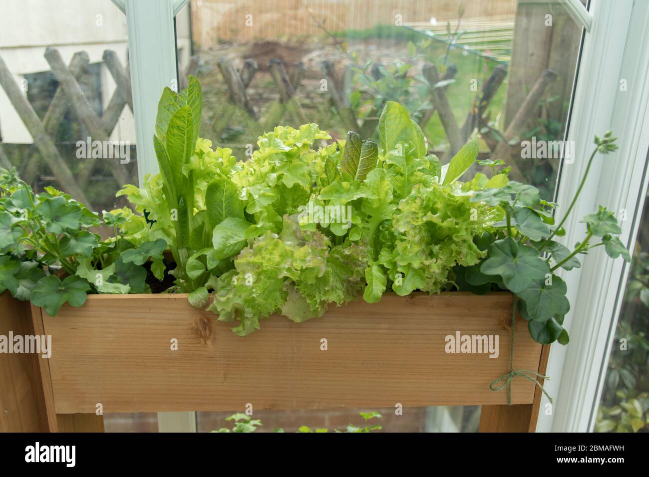 Stacking Indoor salad leaves planter Stock Photo - Alamy