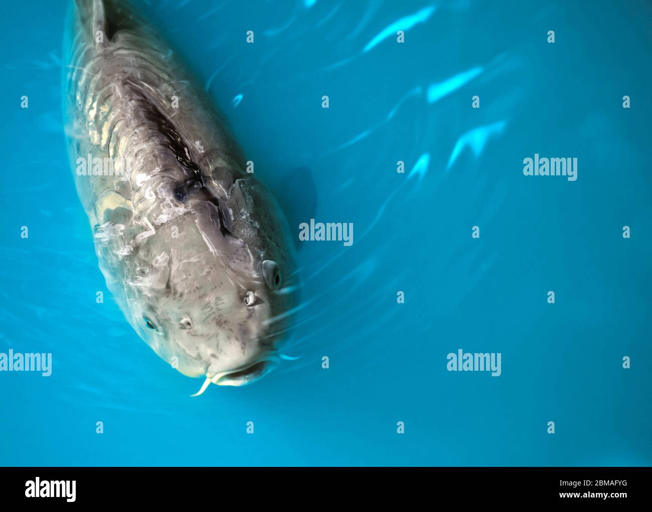 carp, common carp, European carp (Cyprinus carpio), carp in the blue ...