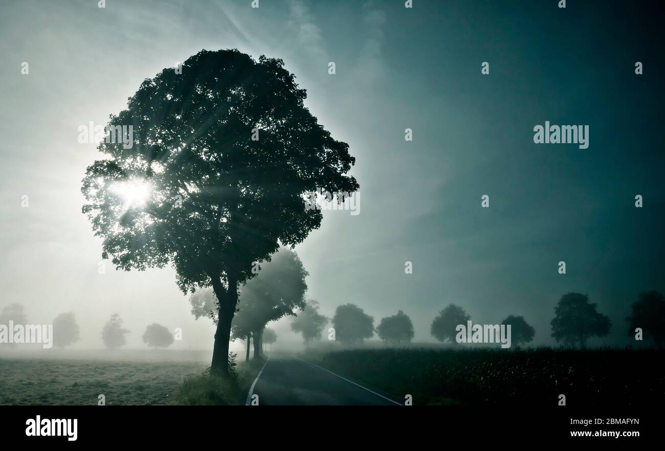 Country road at fog hi-res stock photography and images - Alamy
