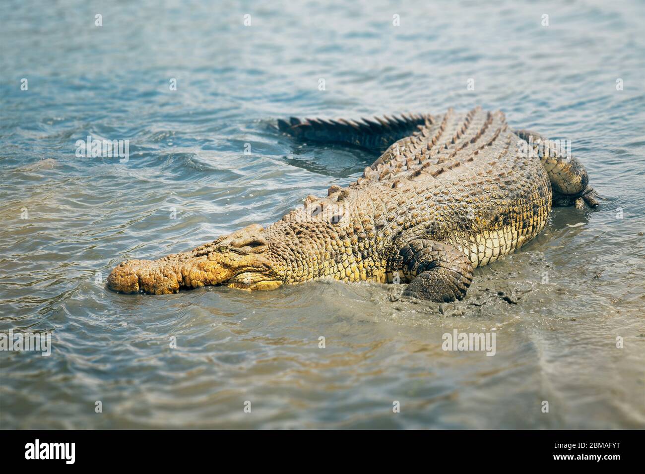 saltwater crocodile, estuarine crocodile (Crocodylus porosus), lying in ...