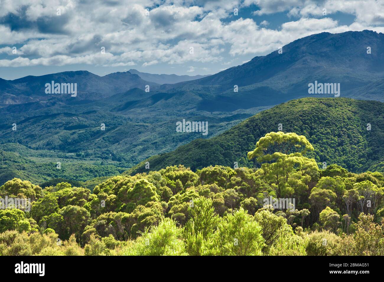 australian tropical rain forest, Australia, Queensland Stock Photo - Alamy