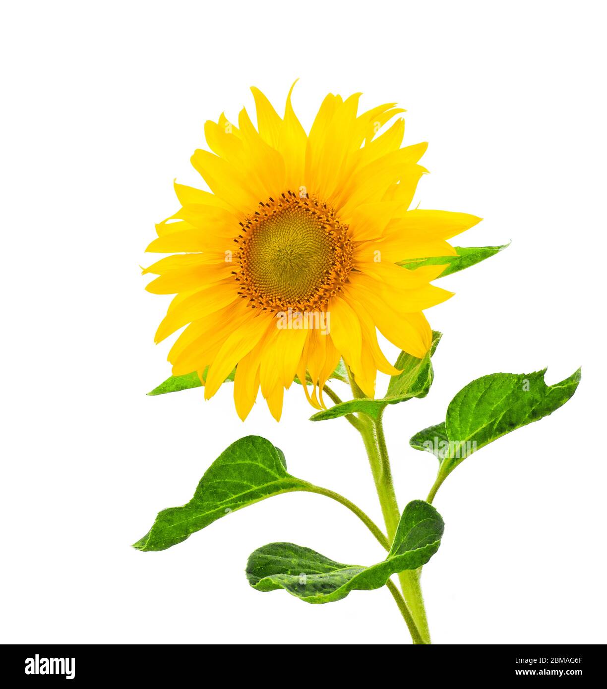 common sunflower (Helianthus annuus), sunflower isolated on white Stock ...