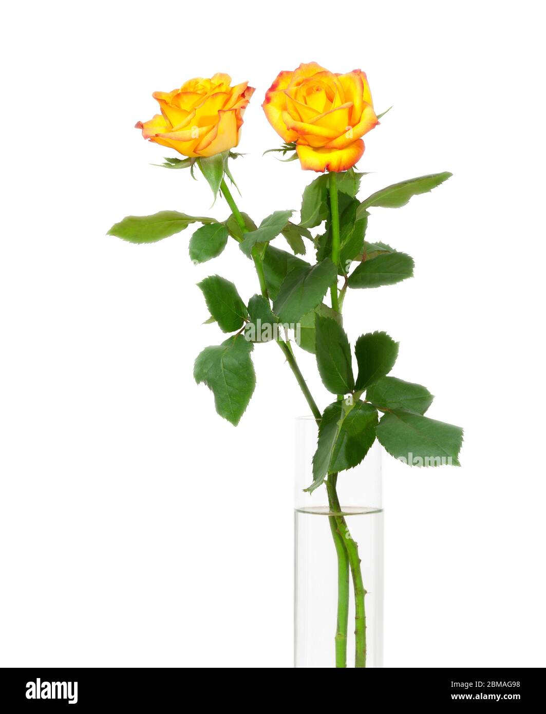 White rose rosa spec hi-res stock photography and images - Alamy