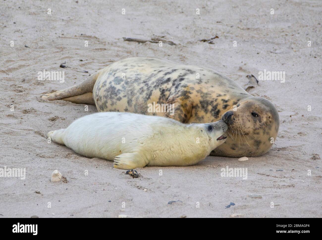 Two seals babies hi-res stock photography and images - Alamy