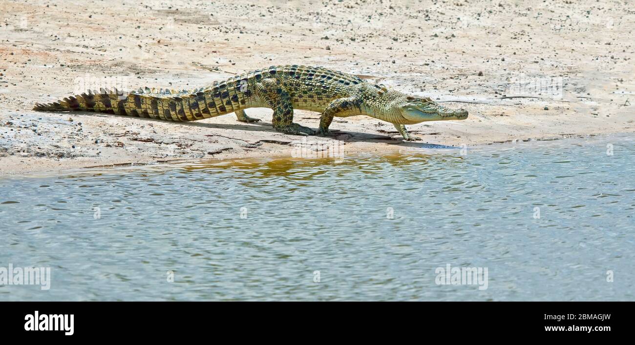 saltwater crocodile, estuarine crocodile (Crocodylus porosus), on shore ...
