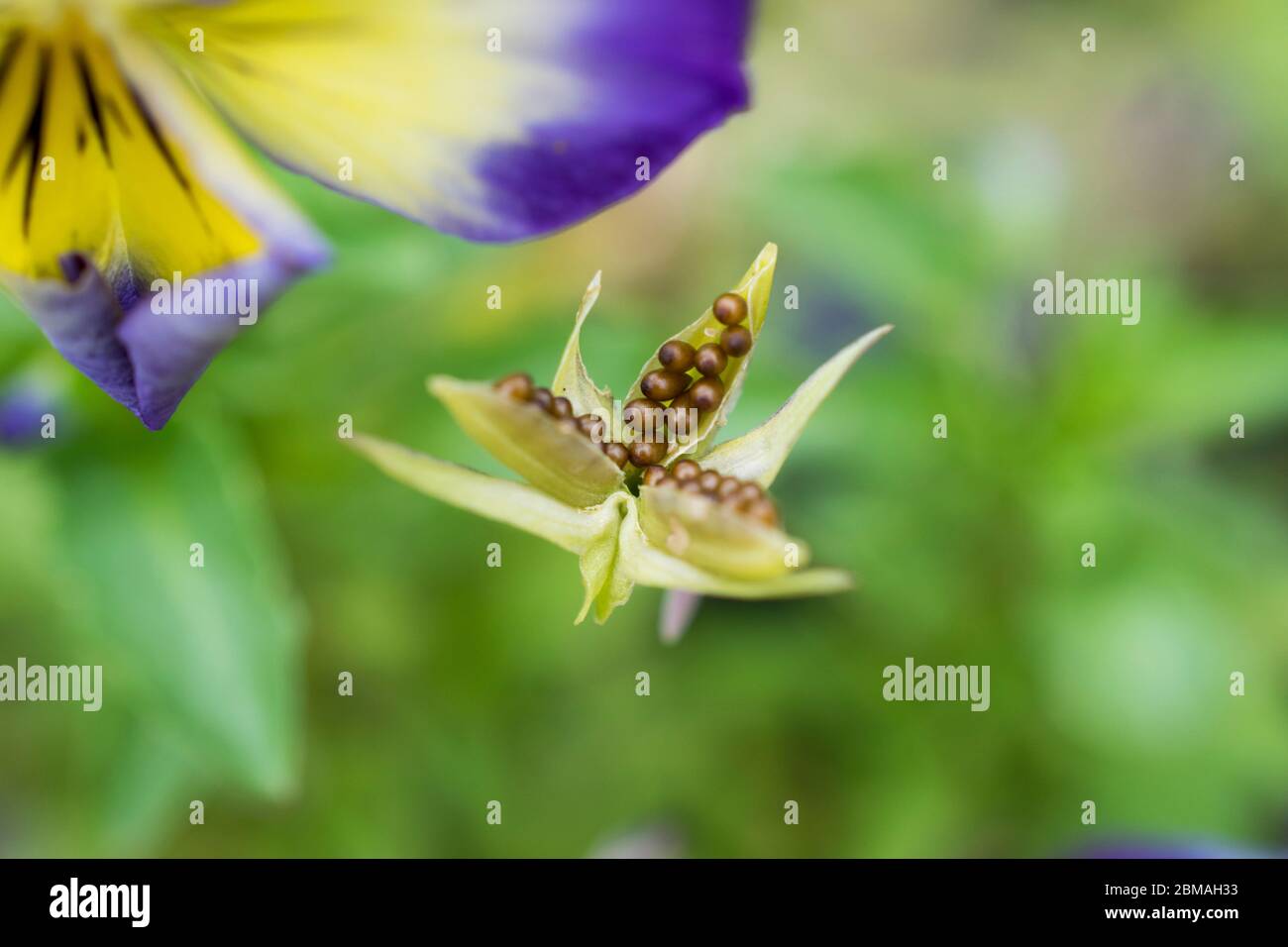 Shiny seed hi-res stock photography and images - Alamy