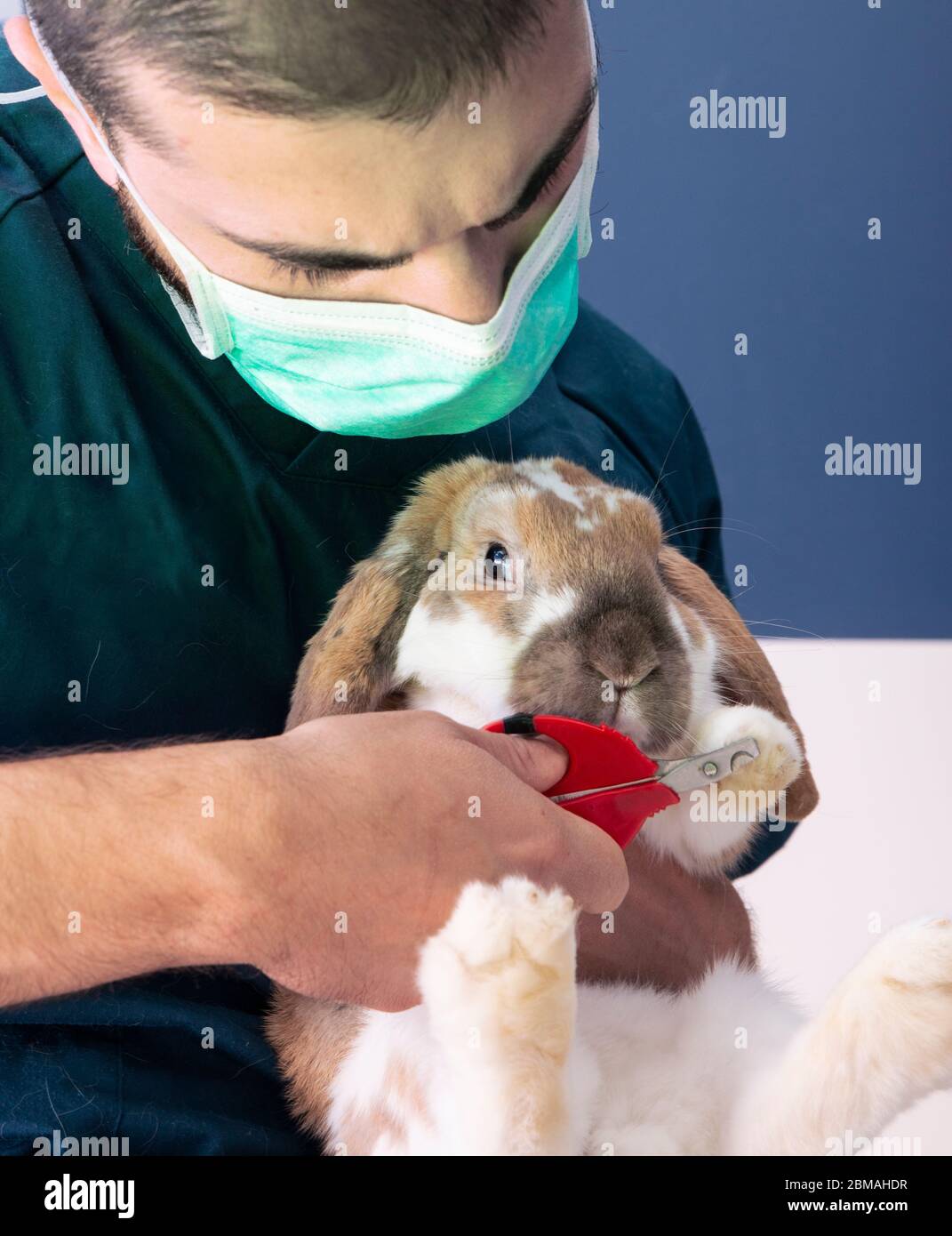vet and bunny examination of a animal at a vet clinic Stock Photo - Alamy