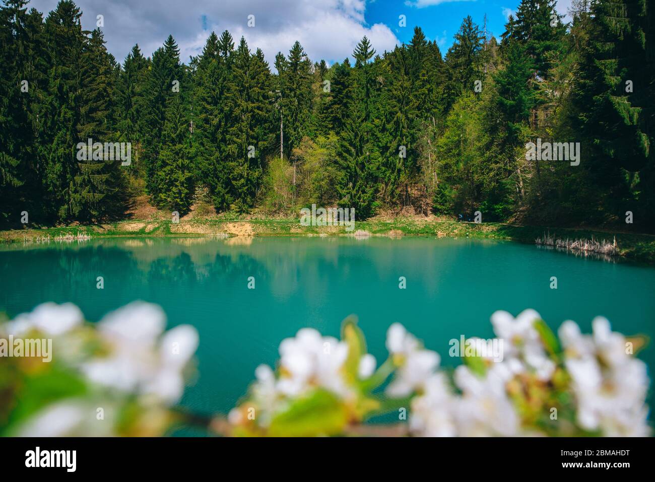 Cherry blossoms at golden hour hi-res stock photography and images - Alamy