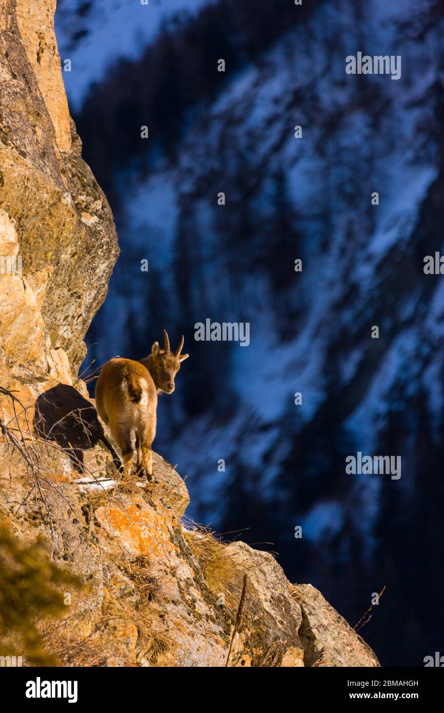 ALPINE IBEX - IBICE DE LOS ALPES (Capra ibex), Gran Paradiso National ... ALPINE IBEX - IBICE DE LOS ALPES (Capra ibex), Gran Paradiso National ...