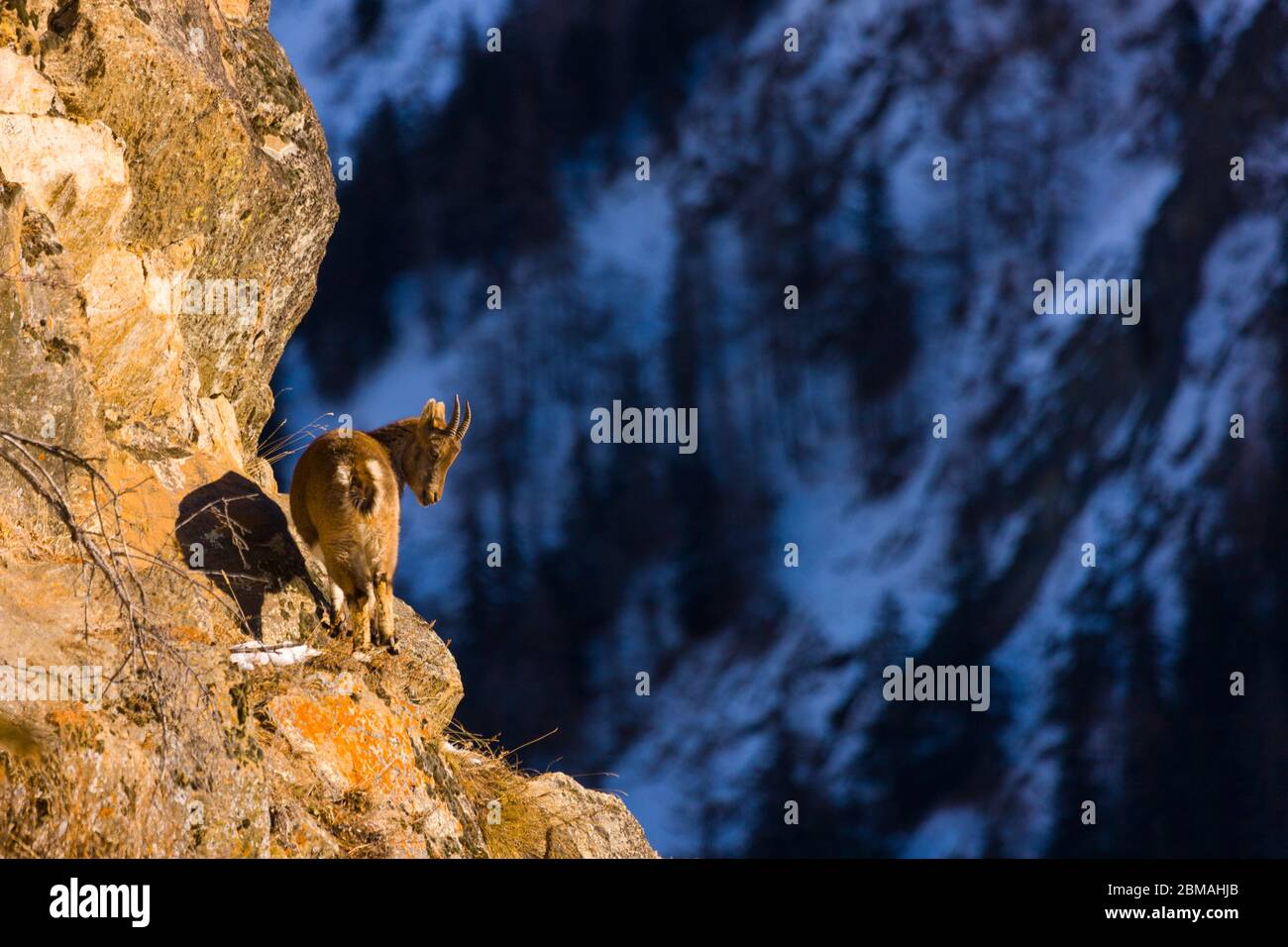 ALPINE IBEX - IBICE DE LOS ALPES (Capra ibex), Gran Paradiso National ...