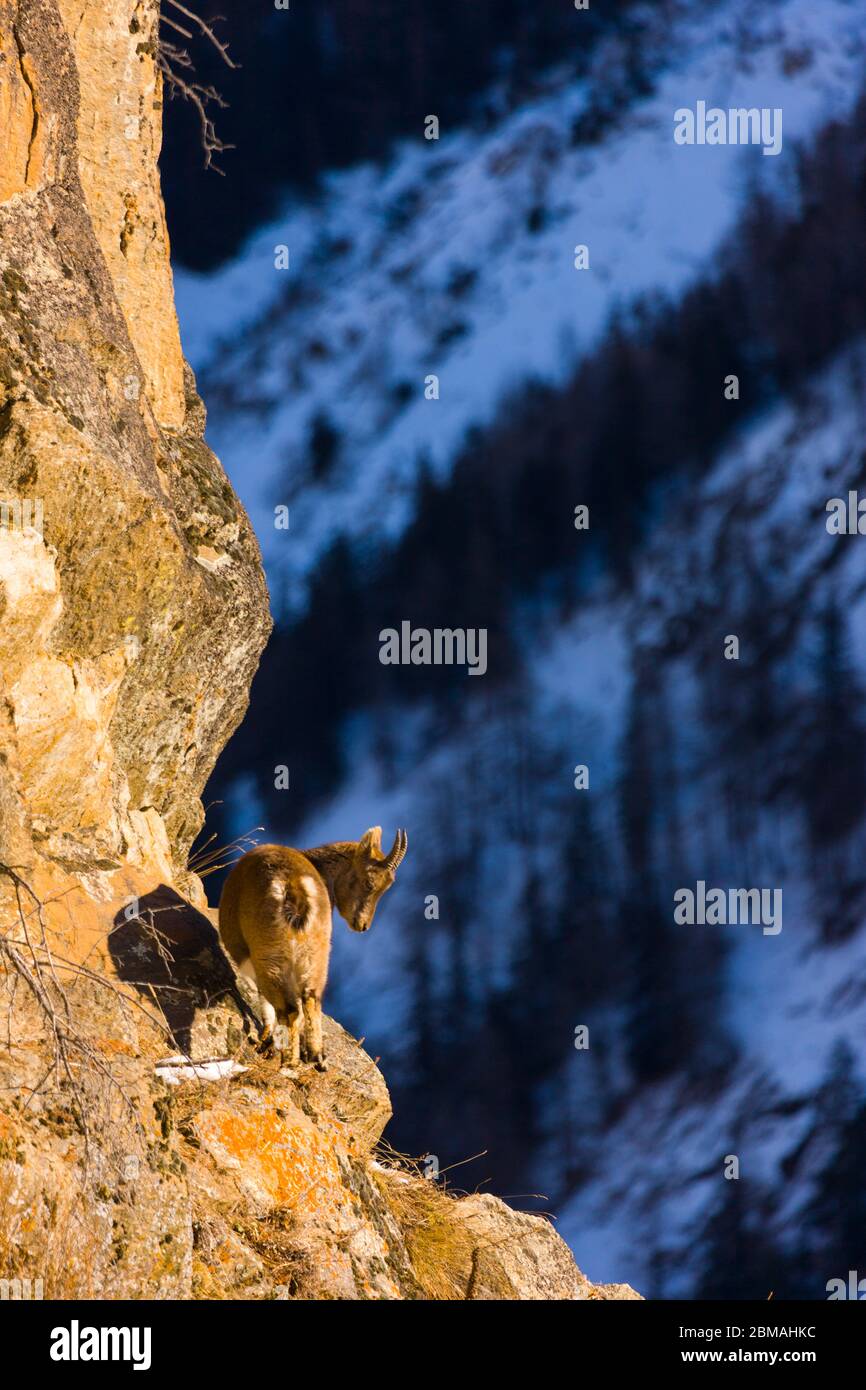 ALPINE IBEX - IBICE DE LOS ALPES (Capra ibex), Gran Paradiso National ...