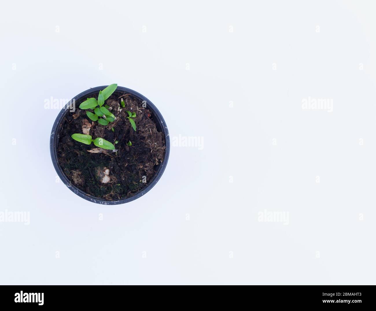 Seedling soil white background hi-res stock photography and images - Alamy