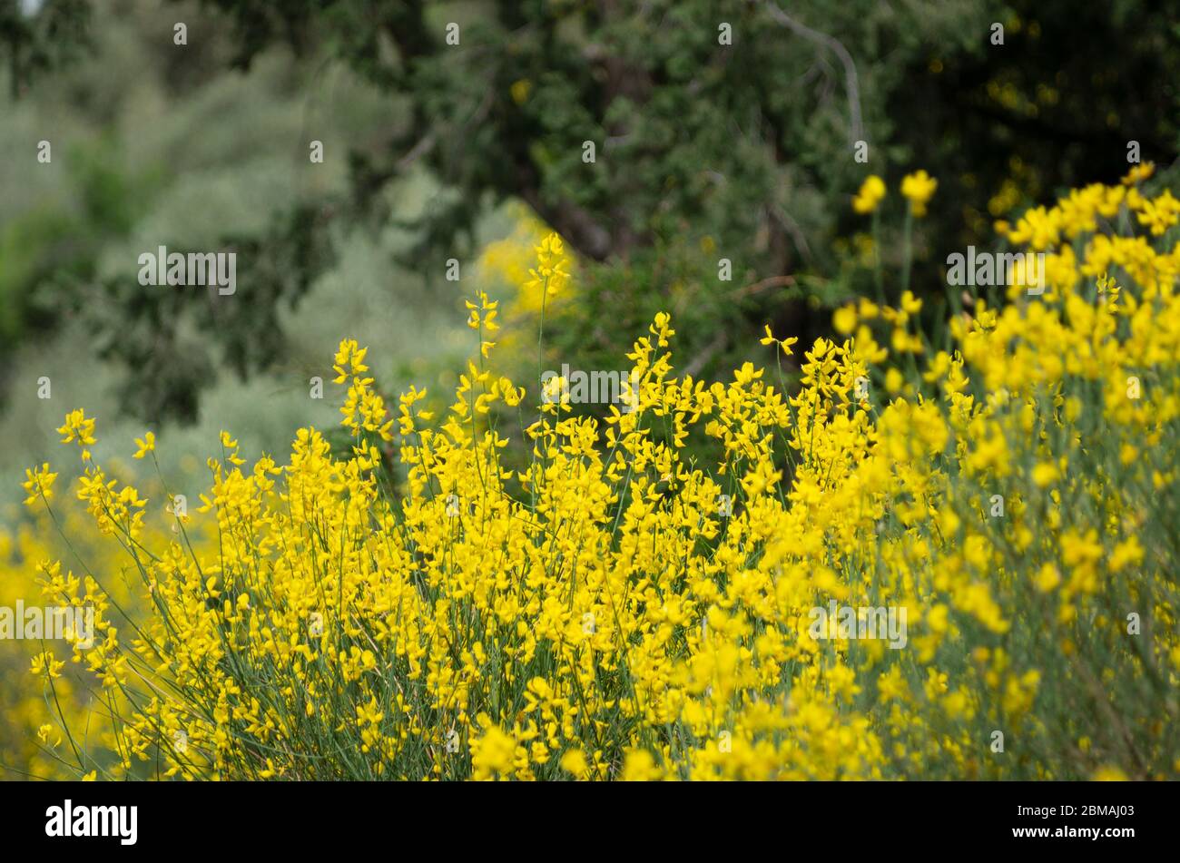 The stems of rush broom with yellow flowers in the spring (Rhodes ...