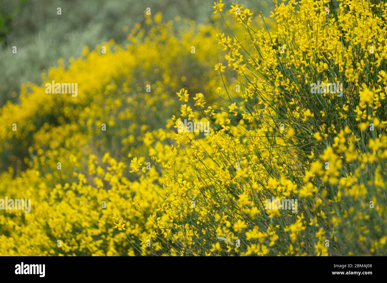 Most beautiful species hi-res stock photography and images - Alamy