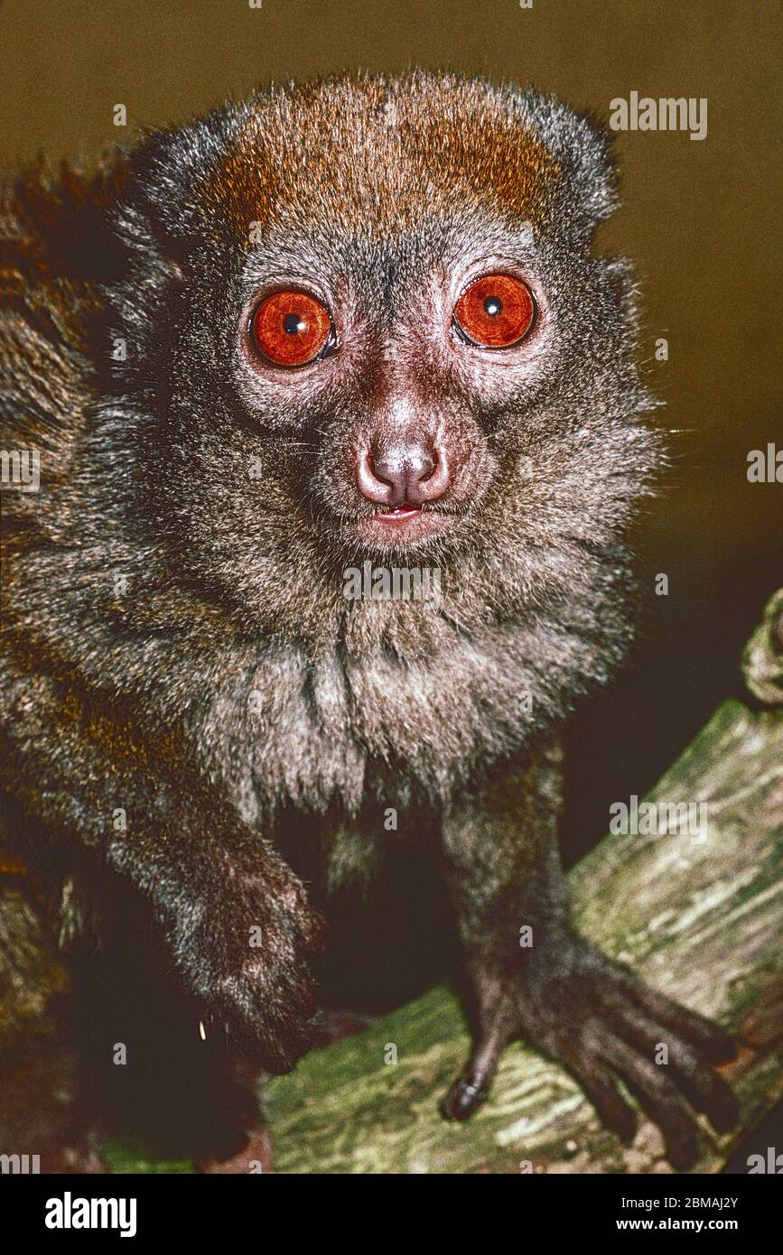 Grey Gentle Lemur High Resolution Stock Photography and Images - Alamy