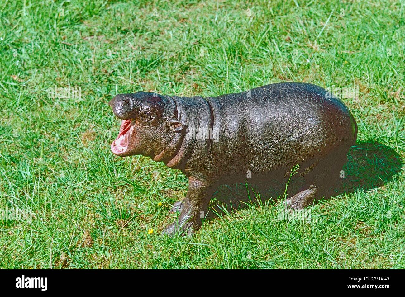 Pygmy hippo hi-res stock photography and images - Alamy