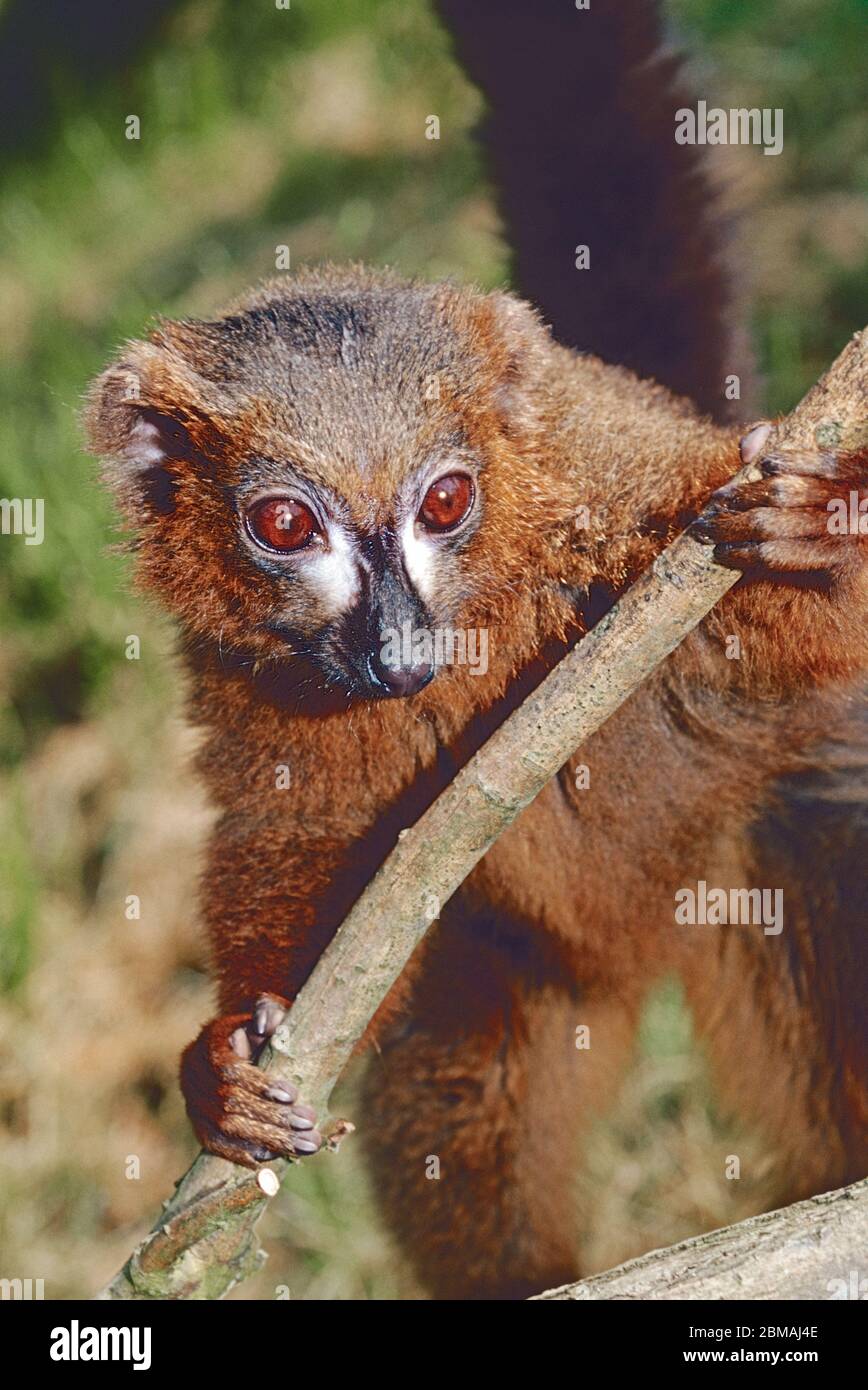 Juvenile Male Red-bellied Lemur, (Eulemur rubriventer,) from Eastern ...