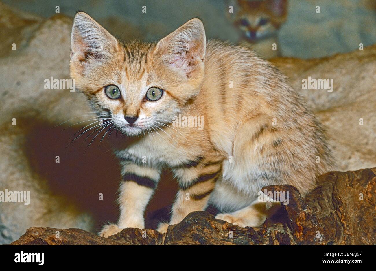 Young Sand Cat , (Felis margarits harrisoni). Saudi Arabian race. A ...