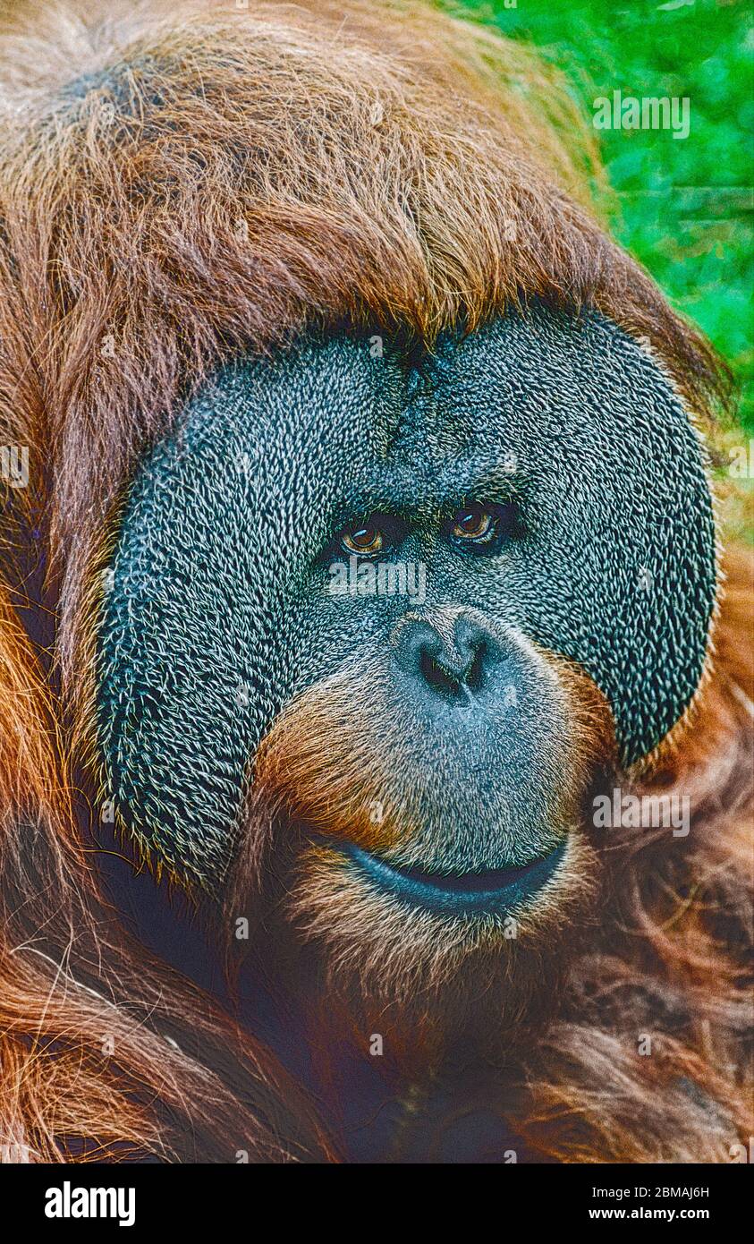 Pongo pygmaeus pongo abelii hi-res stock photography and images - Alamy